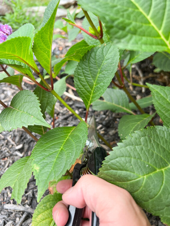 How to Propagate Hydrangeas
